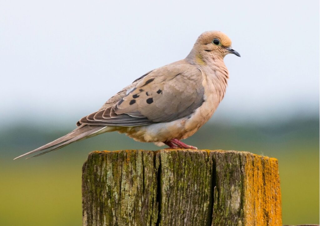 Dove Season Safety Tips – Southwest Tennessee Electric Membership ...
